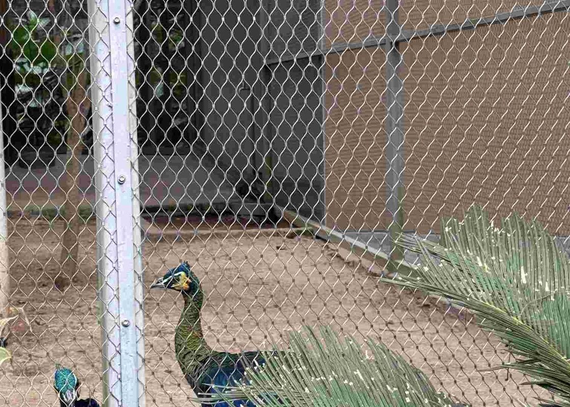 Stainless Steel 316 Rope Mesh Netting with Ferrule Connections for Zoo ...